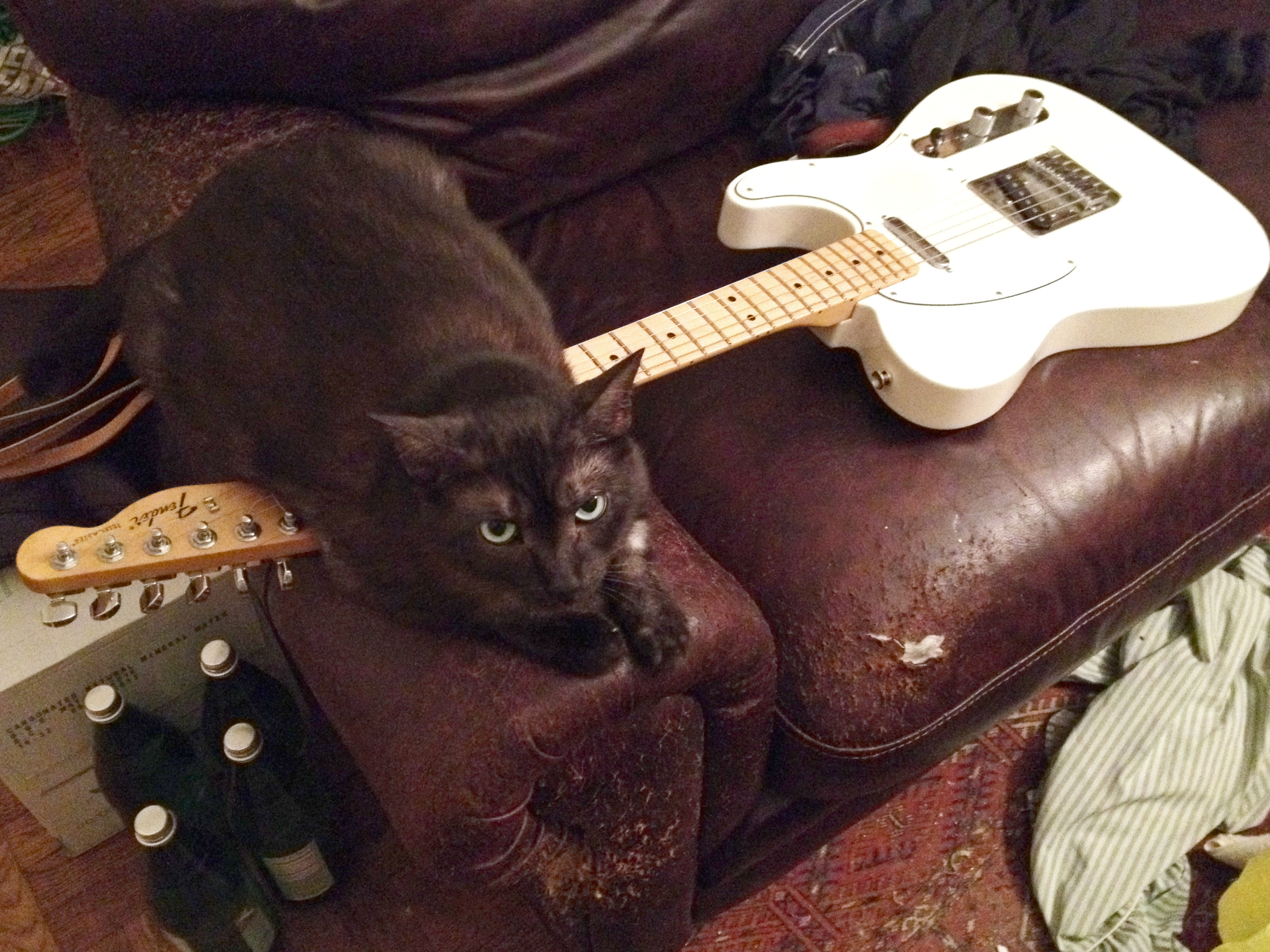 A Shady Boon for Simple Sheep | Mostly in the Afternoon